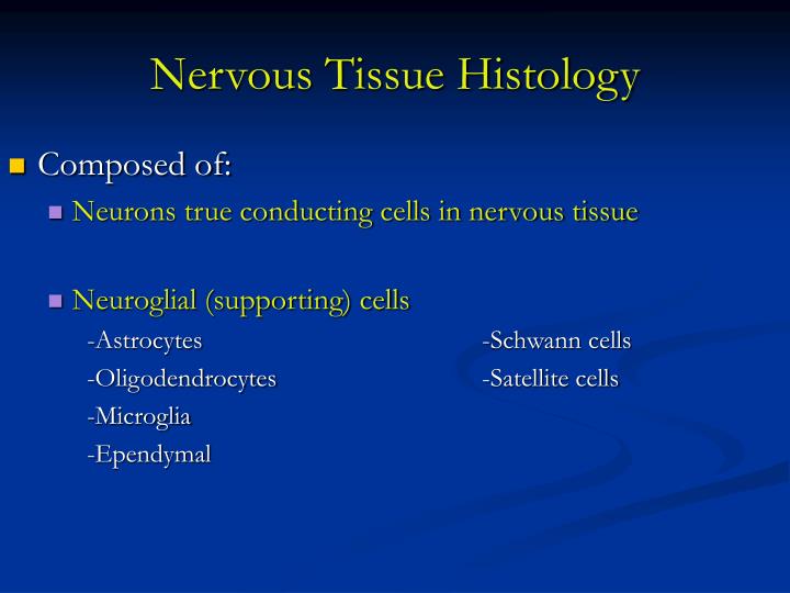 PPT - CHAPTER 13 Nervous Tissue PowerPoint Presentation - ID:4685385