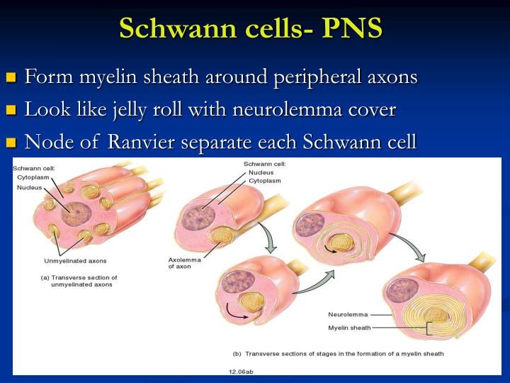 PPT - CHAPTER 13 Nervous Tissue PowerPoint Presentation - ID:4685385