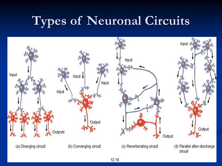PPT - CHAPTER 13 Nervous Tissue PowerPoint Presentation - ID:4685385
