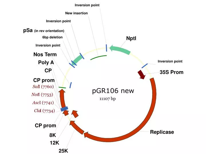 PPT - pGR106 new PowerPoint Presentation, free download - ID:4687313