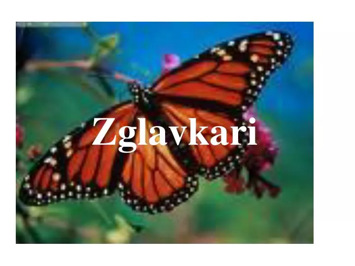 PPT - Zglavkari PowerPoint Presentation, free download - ID:4689843