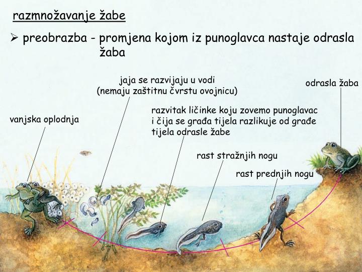 PPT - VODOZEMCI PowerPoint Presentation - ID:4689922