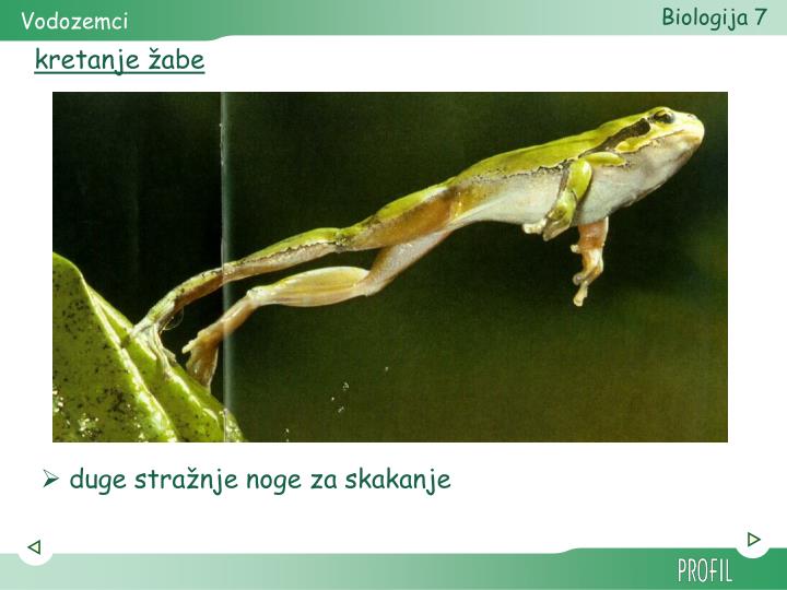 PPT - VODOZEMCI PowerPoint Presentation - ID:4689922