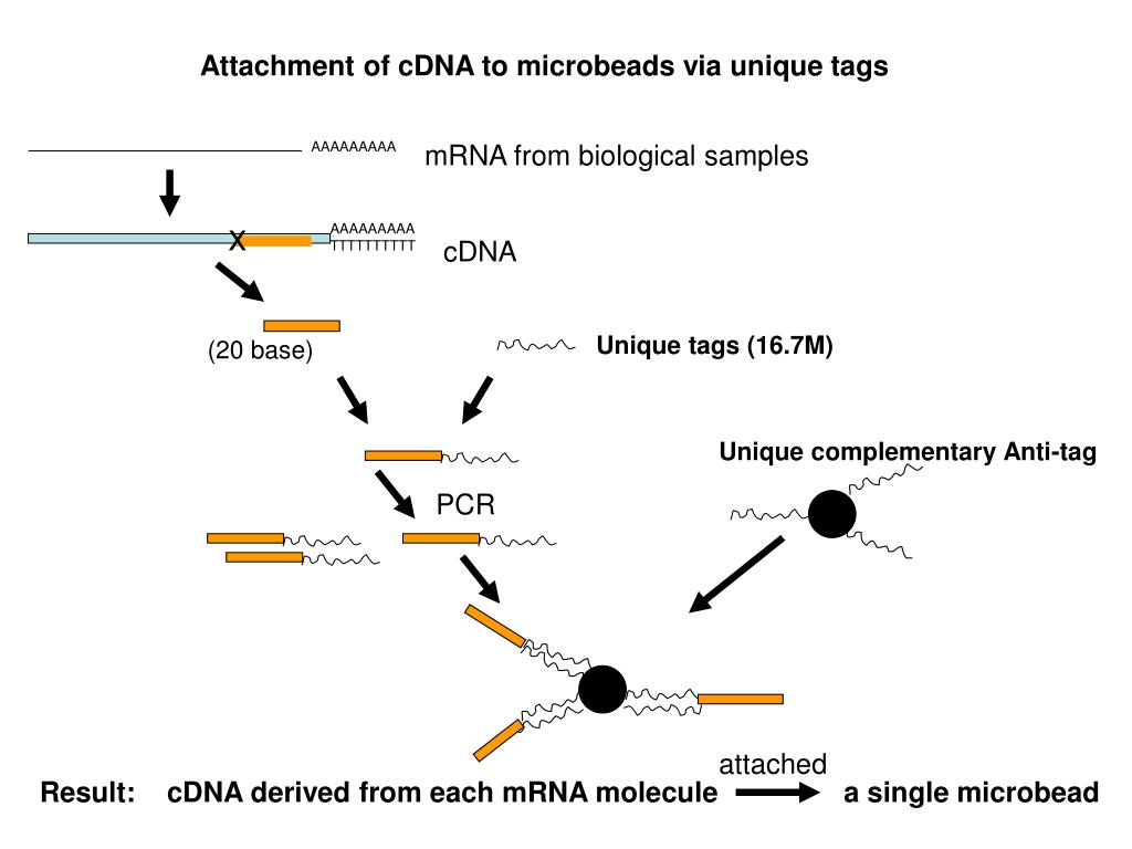 PPT - Massively Parallel Signature Sequencing (MPSS) PowerPoint ... PPT - Massively Parallel Signature Sequencing (MPSS) PowerPoint ...