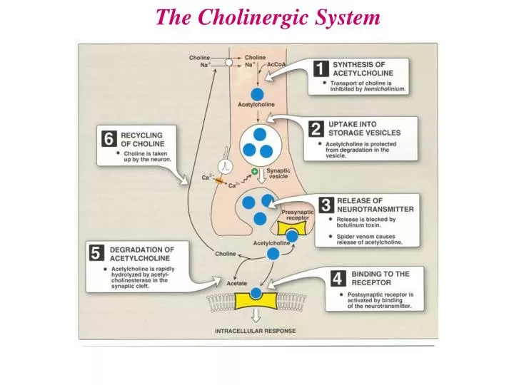 PPT - The Cholinergic System PowerPoint Presentation, free download ...