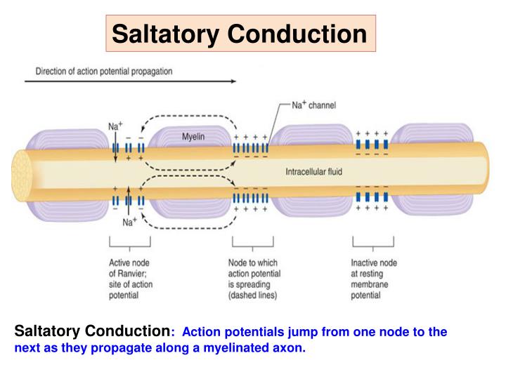 PPT - Synaptic Transmission PowerPoint Presentation - ID:4691960