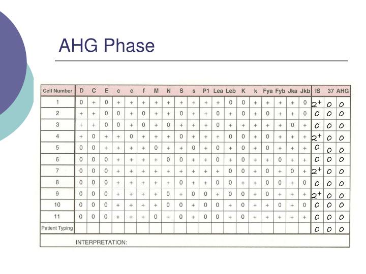PPT - Antibody Screening and Identification PowerPoint Presentation ...