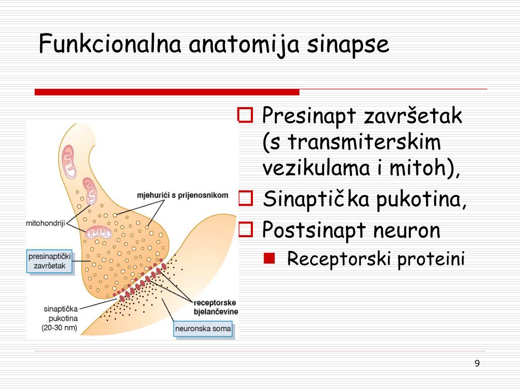 PPT - Živčani sustav, organizacija i osnovne funkcije PowerPoint ...