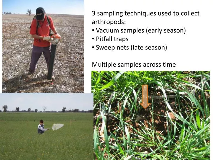 PPT - 3 sampling techniques used to collect arthropods: Vacuum samples ...