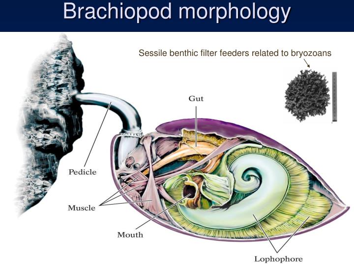 PPT - Paleozoic Life PowerPoint Presentation - ID:4696042