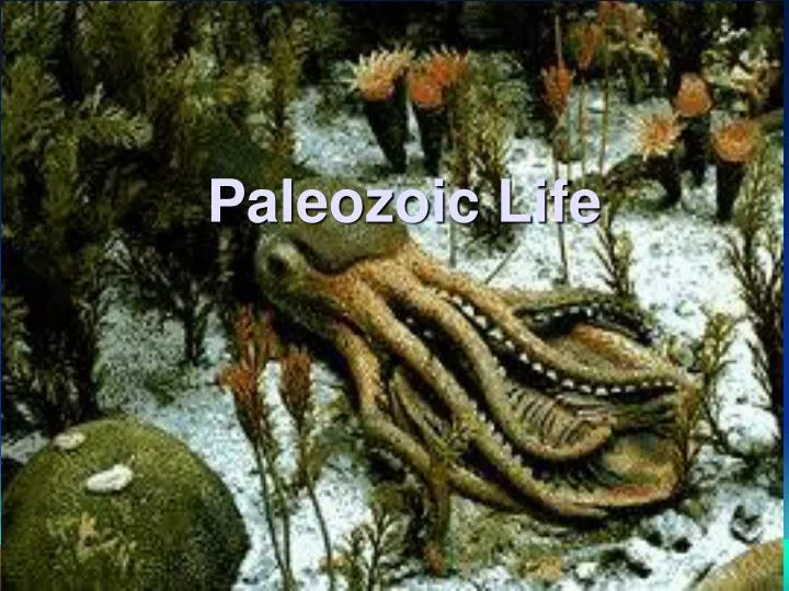 PPT - Paleozoic Life PowerPoint Presentation, free download - ID:4696042