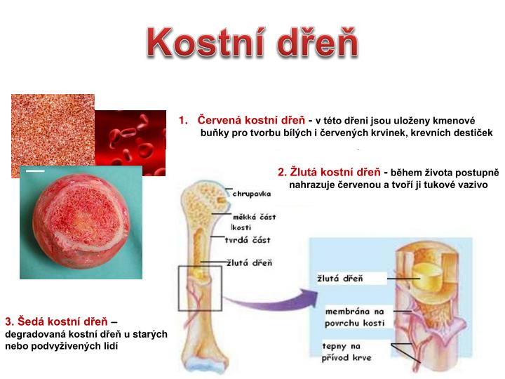 PPT - STAVBA KOSTI PowerPoint Presentation - ID:4697397
