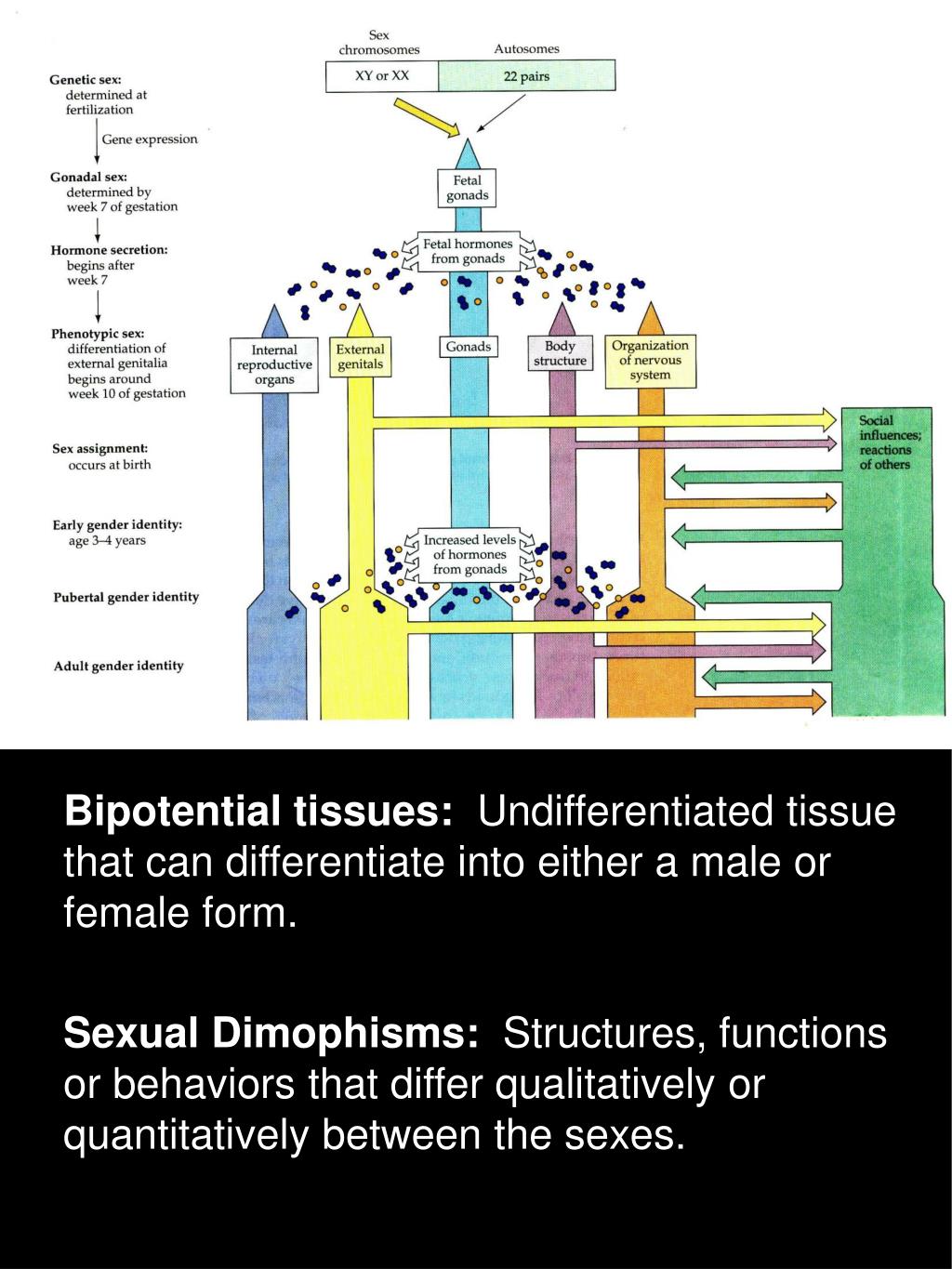 Ppt Sex Hormones The Brain And Behavior Powerpoint Presentation