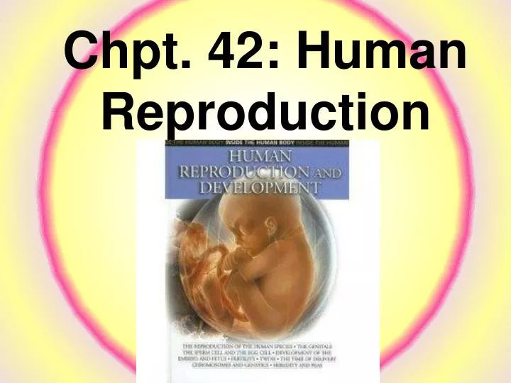 PPT - Chpt. 42: Human Reproduction PowerPoint Presentation, free ...