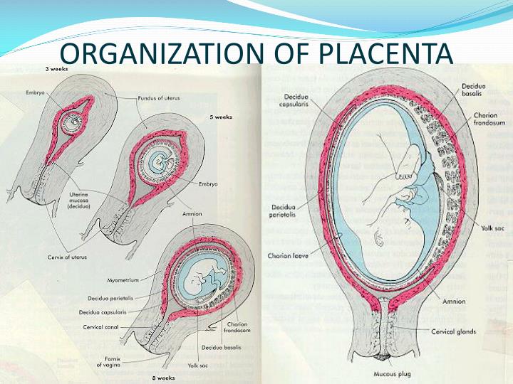 PPT - Lecture 2 DEVELOPMENT OF PLACENTA. PLACENTA’S MORPHOLOGY AND ...