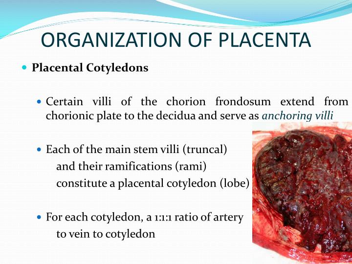 PPT - Lecture 2 DEVELOPMENT OF PLACENTA. PLACENTA’S MORPHOLOGY AND ...