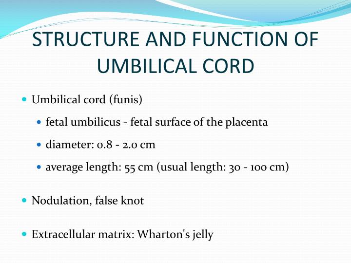 PPT - Lecture 2 DEVELOPMENT OF PLACENTA. PLACENTA’S MORPHOLOGY AND FUNCTIONS PowerPoint ...