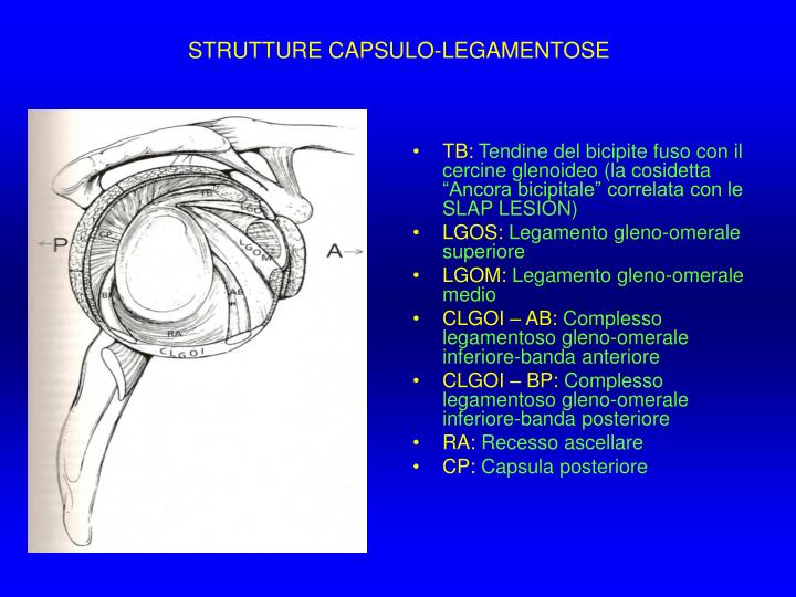 PPT - La Spalla PowerPoint Presentation - ID:4699055