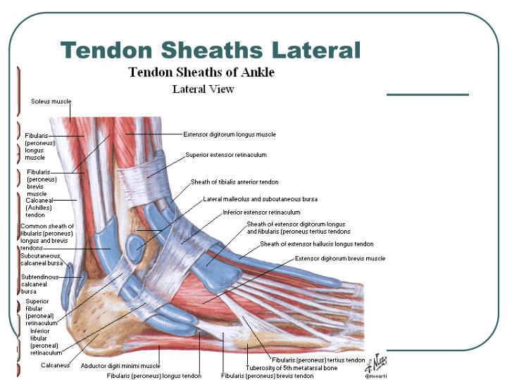 PPT - Leg PowerPoint Presentation - ID:4699761
