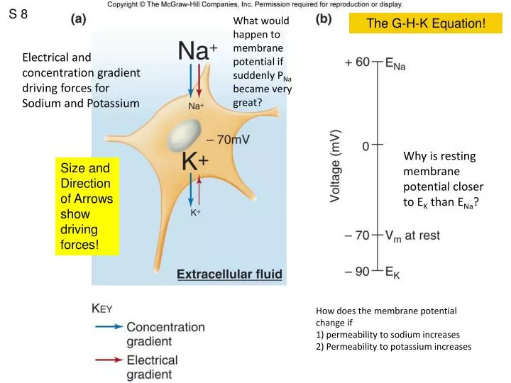 PPT - Electrical and concentration gradient driving forces for Sodium ...