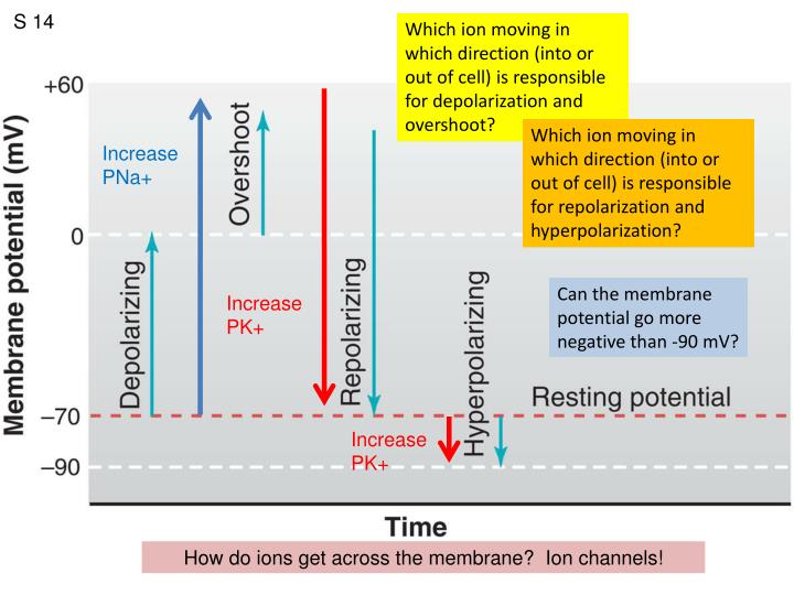 PPT - Electrical and concentration gradient driving forces for Sodium ...