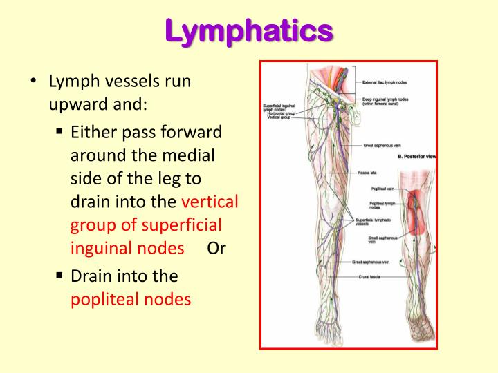 PPT - Posterior Compartment of the Leg PowerPoint Presentation - ID:4700198