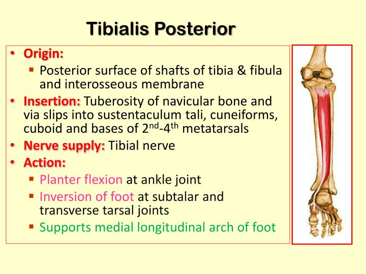 Tibialis Posterior Origin Insertion Anatomy And Function