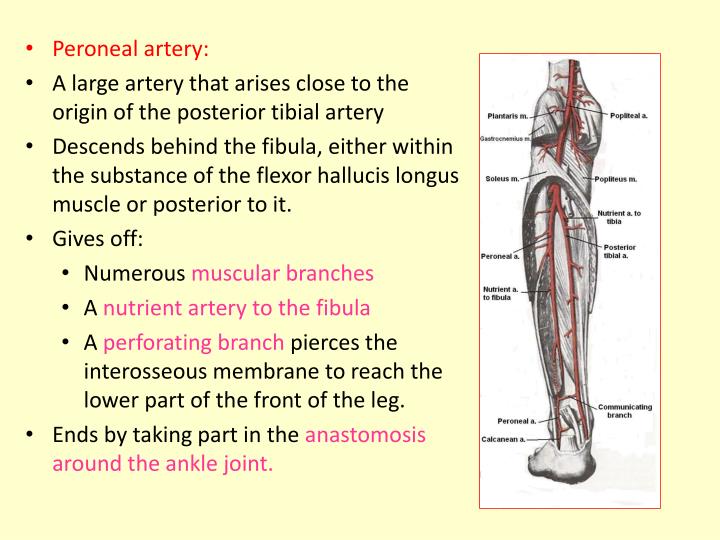 PPT - Posterior Compartment of the Leg PowerPoint Presentation - ID:4700198