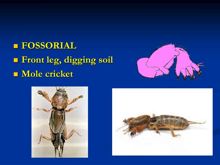 PPT - TYPES OF INSECT’S LEGS PowerPoint Presentation - ID:4700202