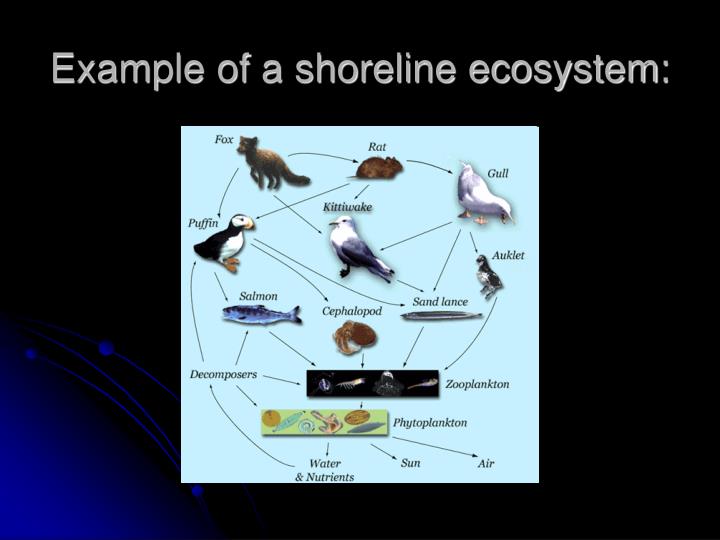 PPT - Ecology, Ecosystems and Food Webs PowerPoint Presentation - ID ...