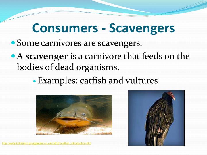 PPT - Energy Flow in Ecosystems PowerPoint Presentation - ID:4702048