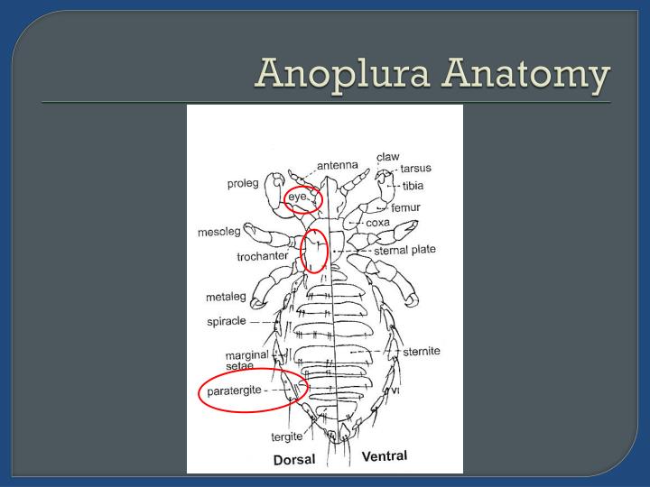 PPT - Fleas and Lice PowerPoint Presentation - ID:4702963