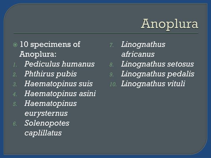 PPT - Fleas and Lice PowerPoint Presentation - ID:4702963