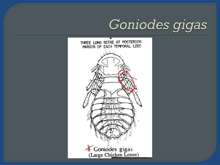 PPT - Fleas and Lice PowerPoint Presentation - ID:4702963