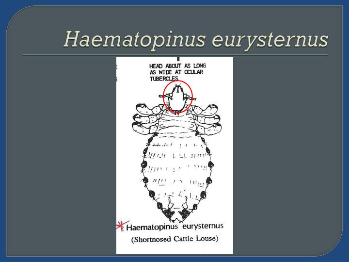 PPT - Fleas and Lice PowerPoint Presentation - ID:4702963