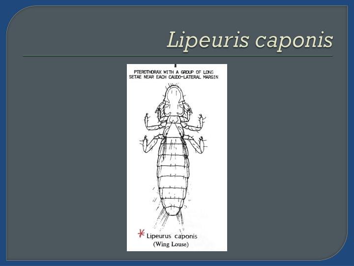 PPT - Fleas and Lice PowerPoint Presentation - ID:4702963