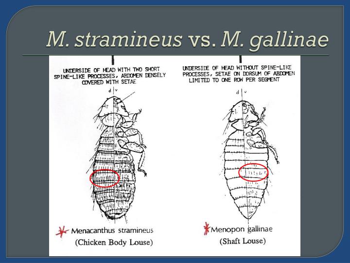 PPT - Fleas and Lice PowerPoint Presentation - ID:4702963