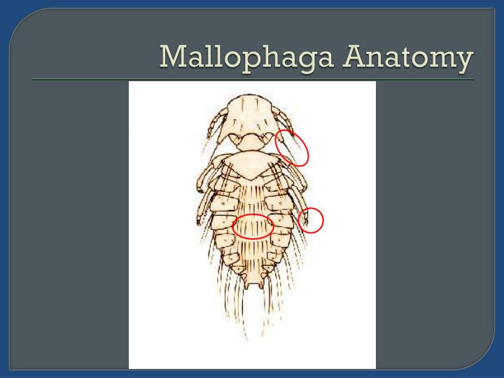 PPT - Fleas and Lice PowerPoint Presentation - ID:4702963