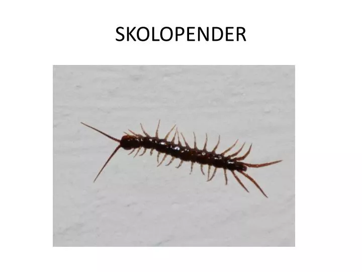 PPT - SKOLOPENDER PowerPoint Presentation, free download - ID:4703015