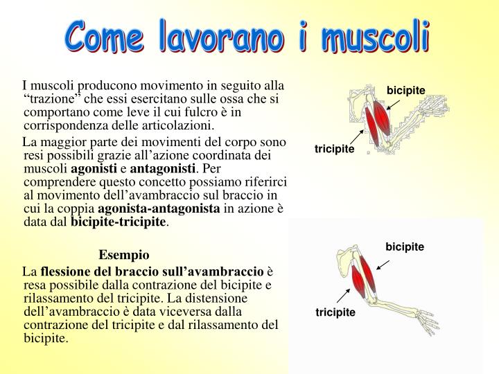 PPT - Il sistema muscolare PowerPoint Presentation - ID:4703129