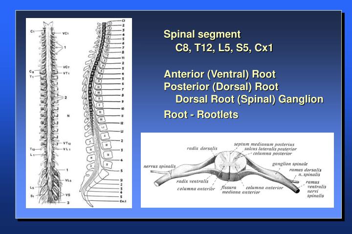 PPT - Anatomy of the Spinal Cord Structure of the spinal cord Tracts of ...
