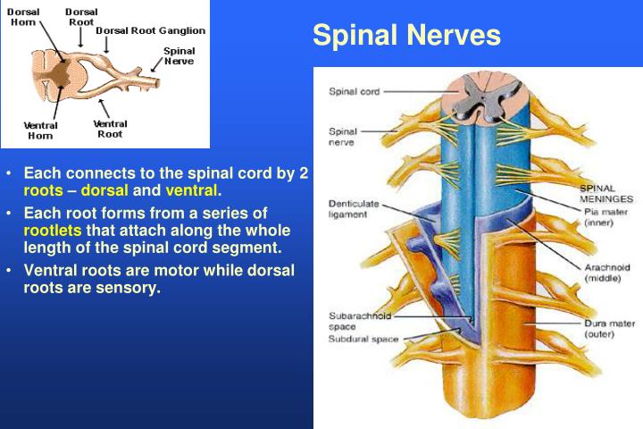 PPT - Anatomy of the Spinal Cord Structure of the spinal cord Tracts of ...
