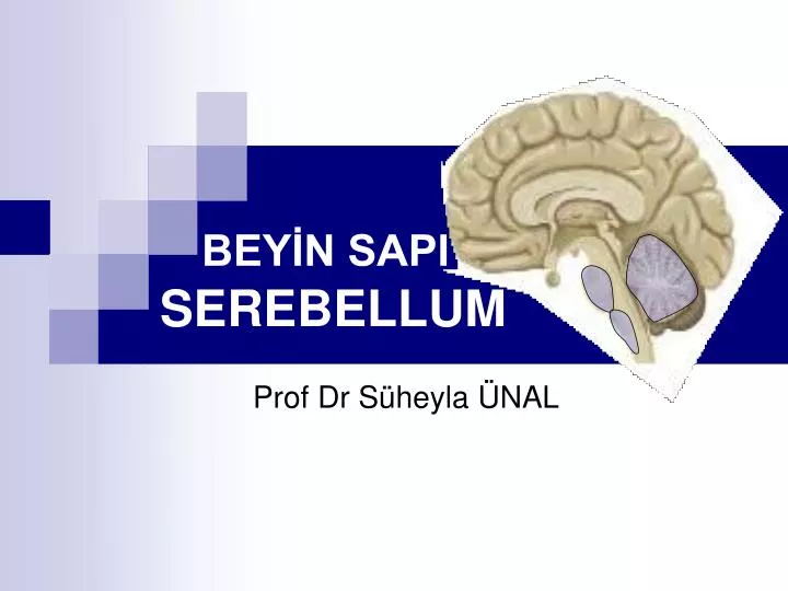 PPT - BEYİN SAPI SEREBELLUM PowerPoint Presentation, free download - ID:4707988