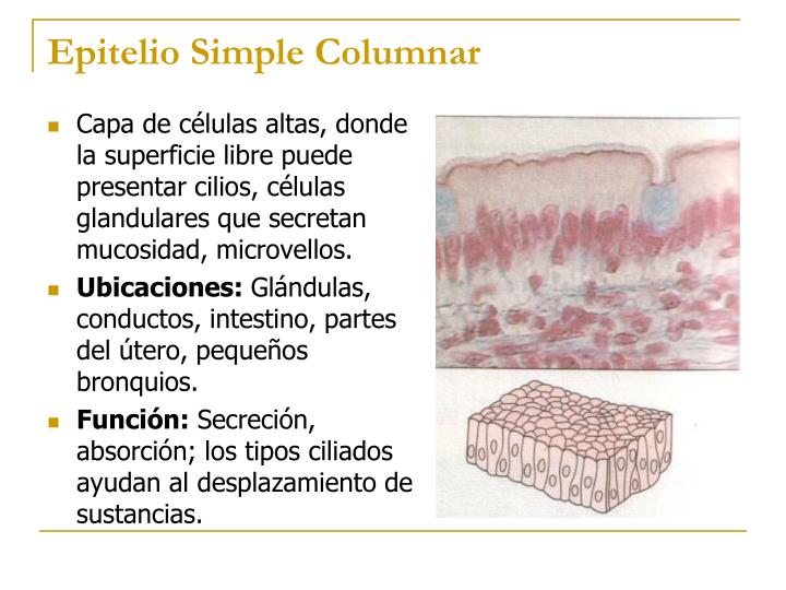 PPT - Los Animales Niveles de Organización PowerPoint Presentation - ID ...