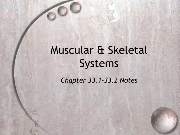 PPT - Muscular & Skeletal Systems PowerPoint Presentation, free ...