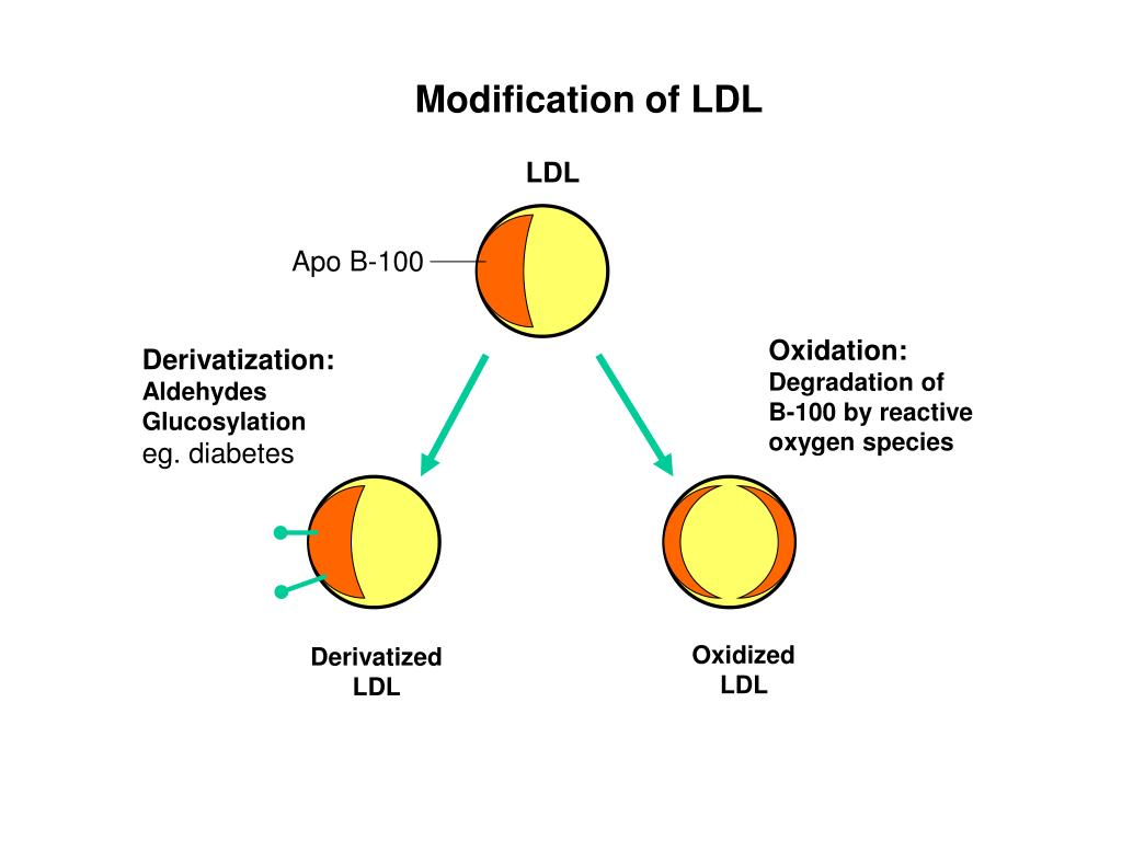 PPT - Lipids, Lipoproteins and Aging Trudy M. Forte, Ph.D. Life ...