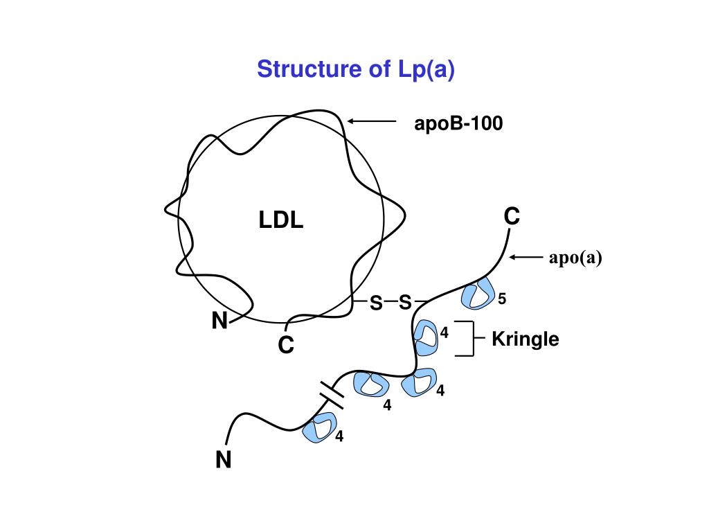 PPT - Lipids, Lipoproteins and Aging Trudy M. Forte, Ph.D. Life ...