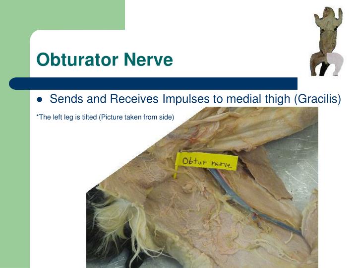PPT - Anatomy – Cat Dissection PowerPoint Presentation - ID:4709702