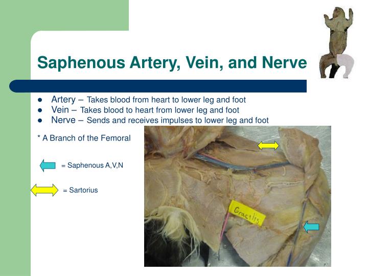 PPT - Anatomy – Cat Dissection PowerPoint Presentation - ID:4709702