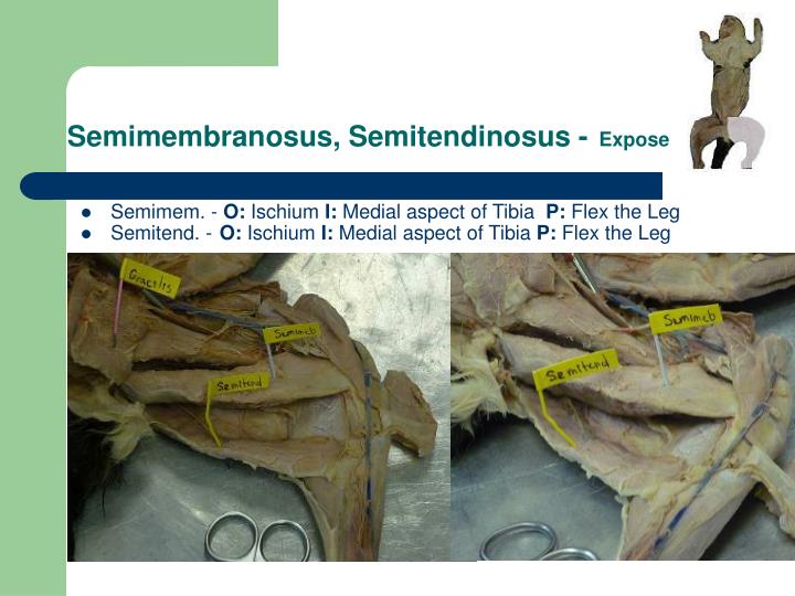 PPT - Anatomy – Cat Dissection PowerPoint Presentation - ID:4709702